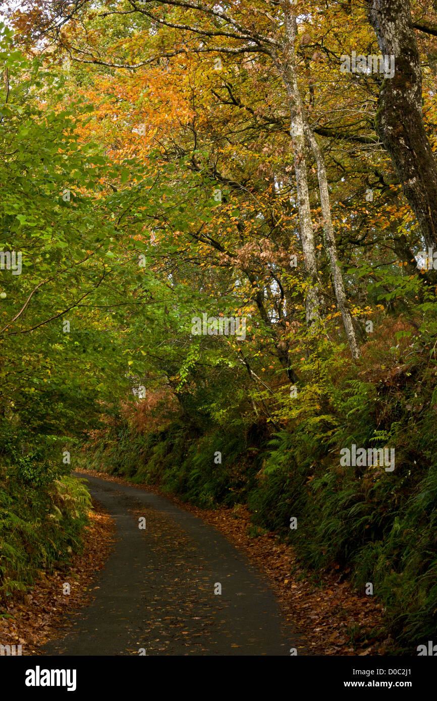 Devon Hedge Bank High Resolution Stock Photography and Images - Alamy