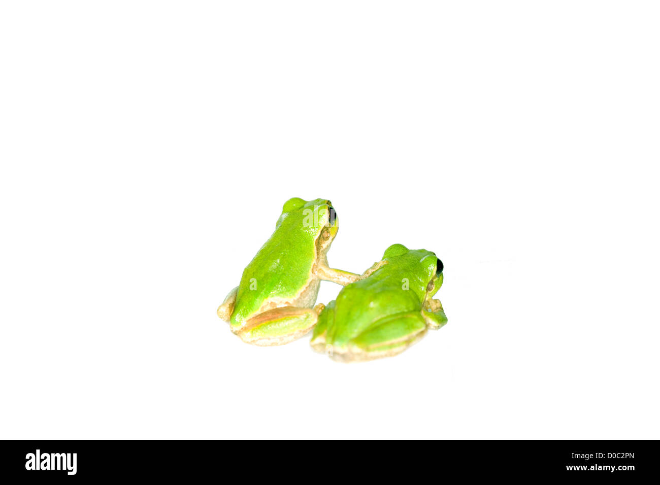 Two green tree frogs Stock Photo - Alamy