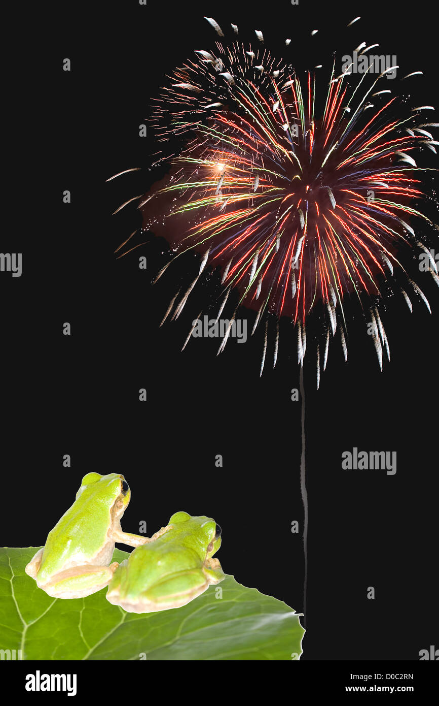 Two green tree frogs watching firework Stock Photo - Alamy