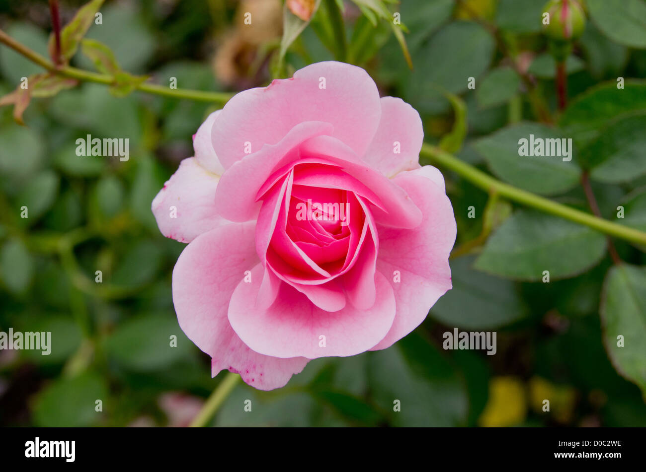 Bonica hi-res stock photography and images - Alamy