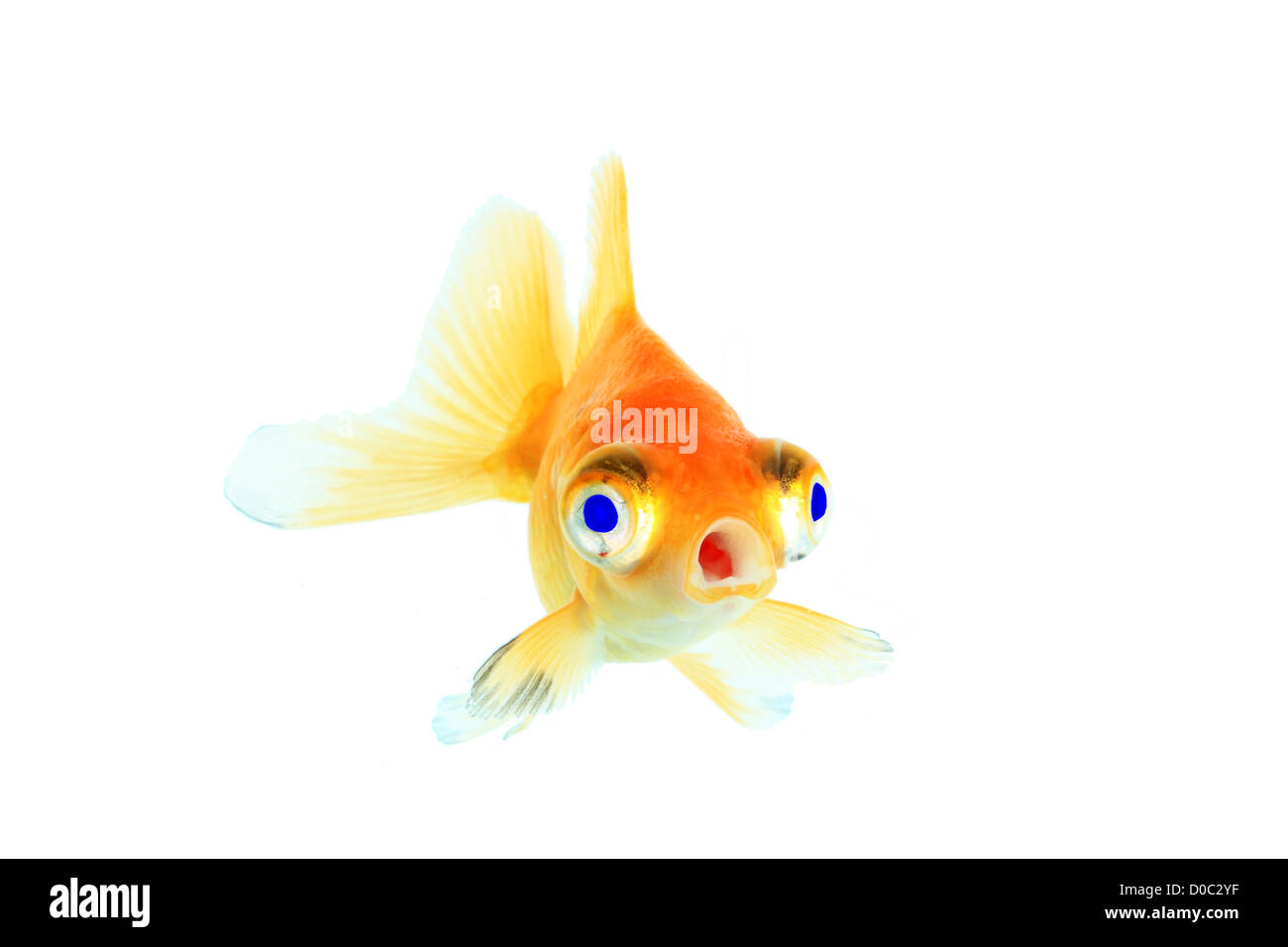 Blue eyed goldfish Stock Photo - Alamy