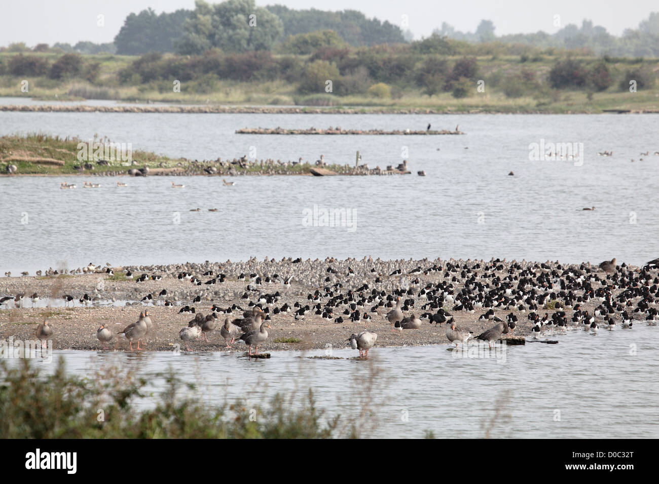 Mixed flocks of wading birds at RSPB Snettisham. Norfolk. August 2011 ...