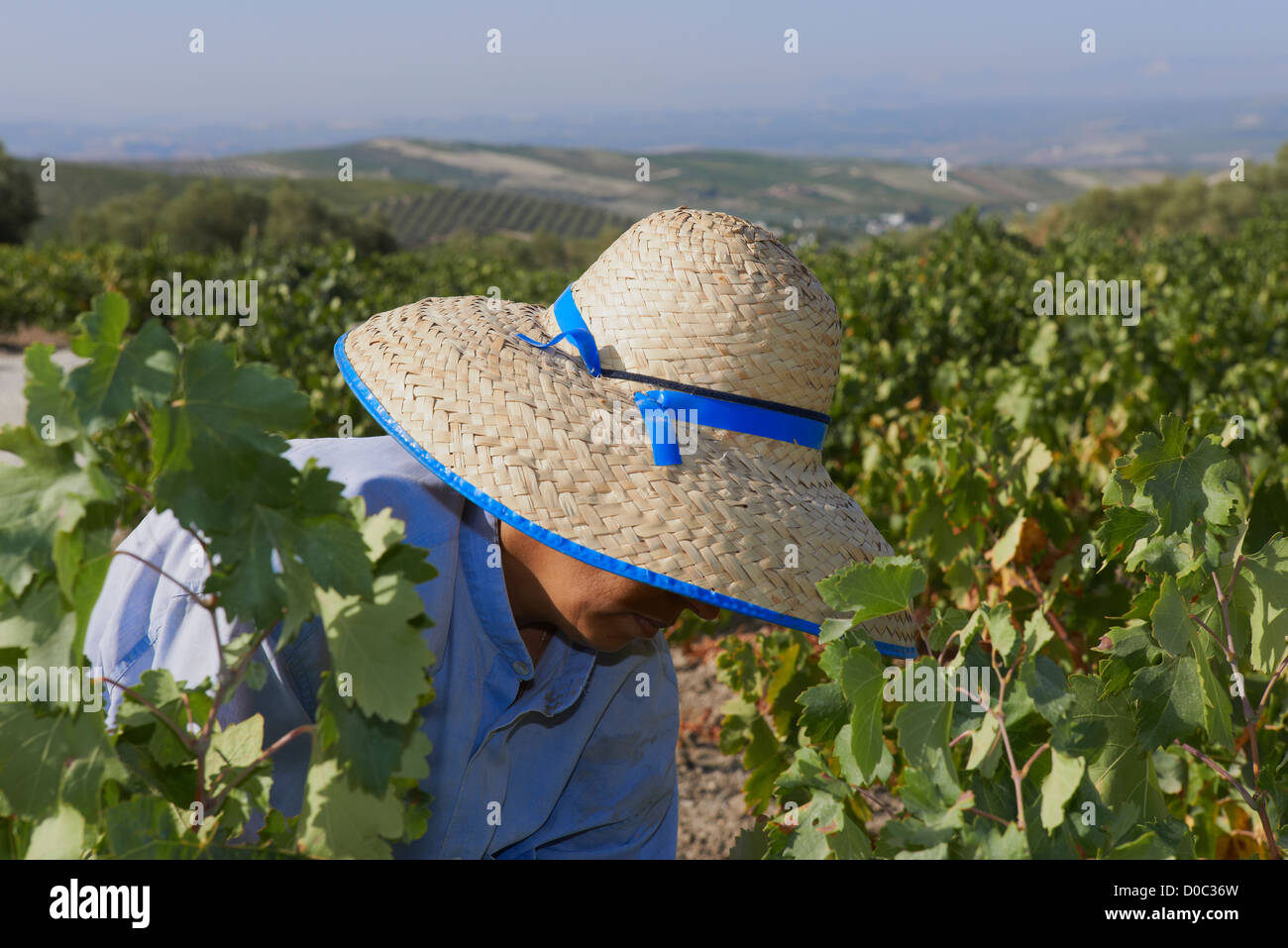 Montilla, Harvesting Pedro Ximenez wine grapes, Vintage in a vineyard ...