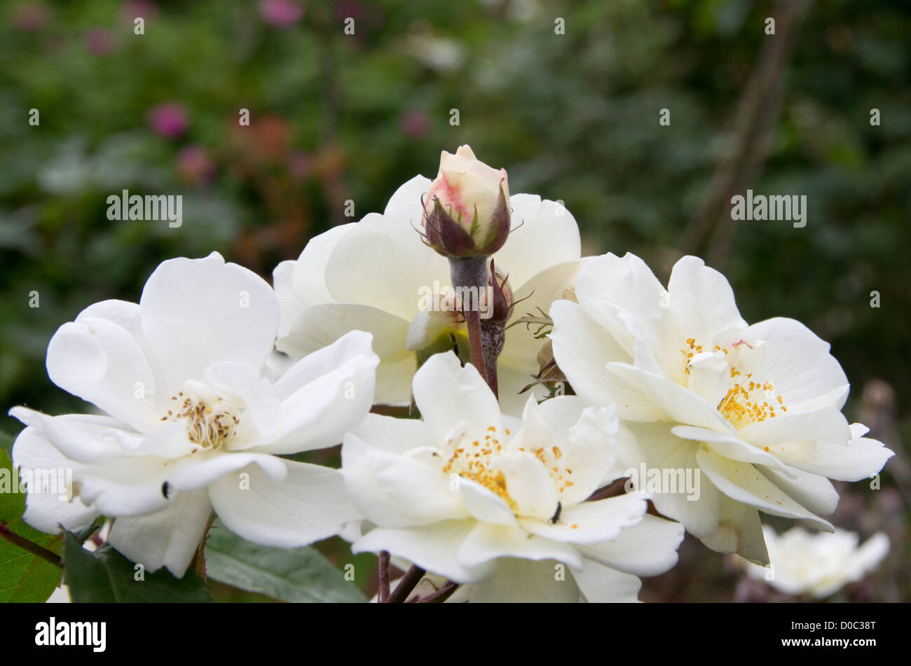 Hybrid musk rose "Moonlight Stock Photo - Alamy