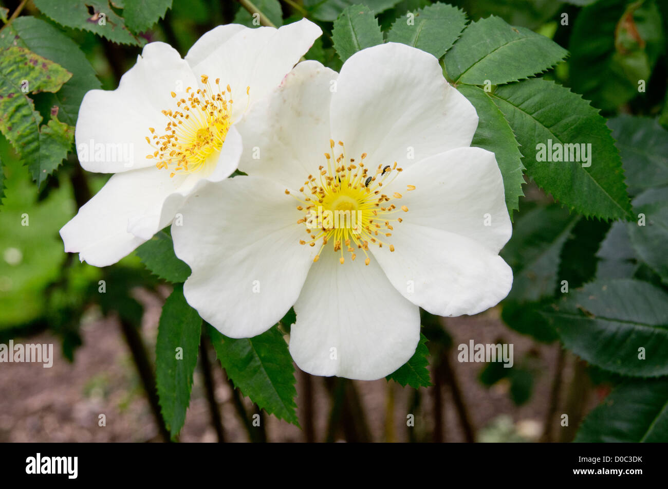 White shrub rose hi-res stock photography and images - Alamy