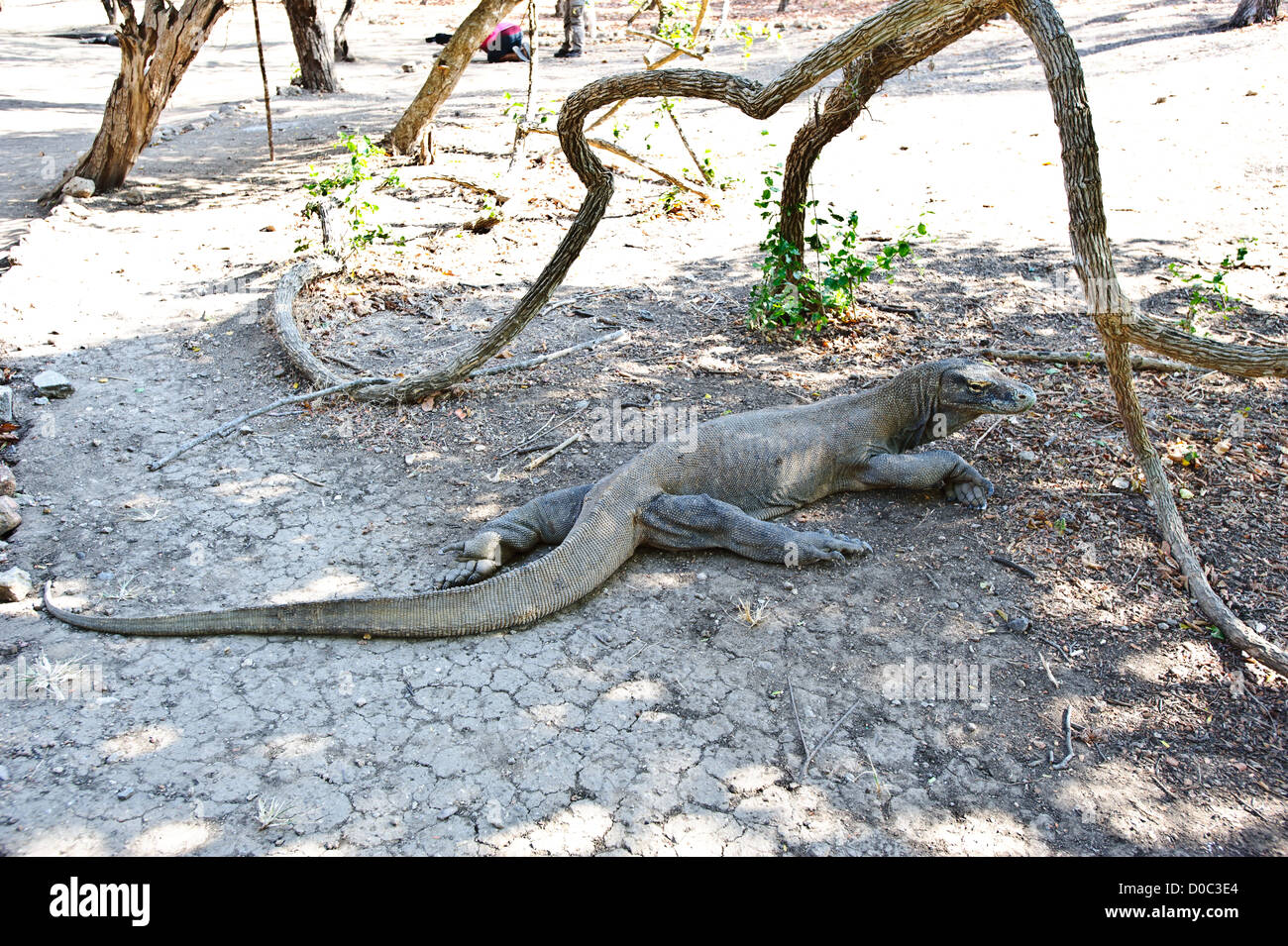 Komodo Dragon Full Body High Resolution Stock Photography and Images ...