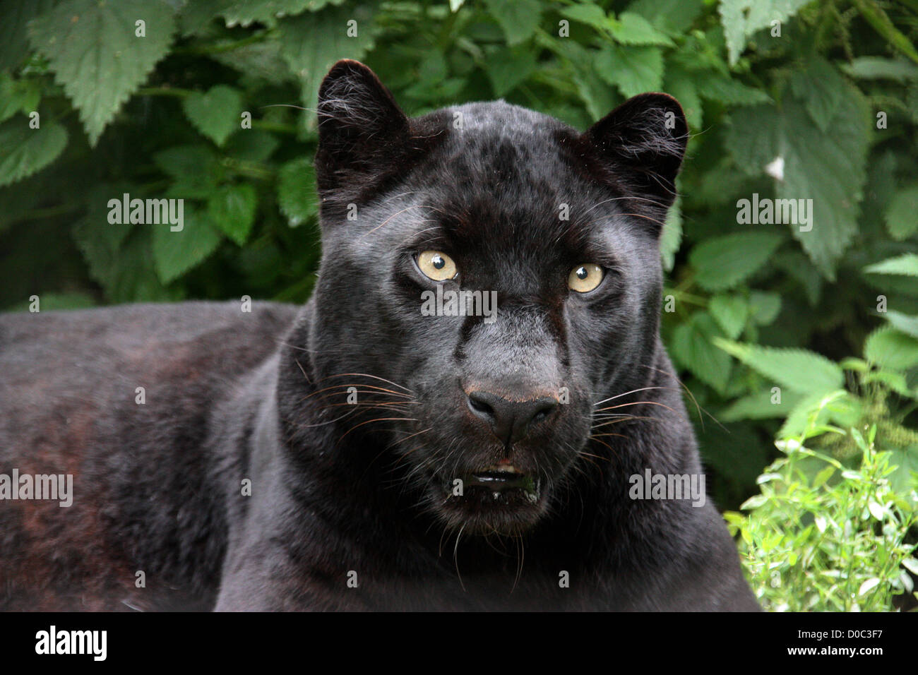 Black leopard head, looking forward Stock Photo - Alamy
