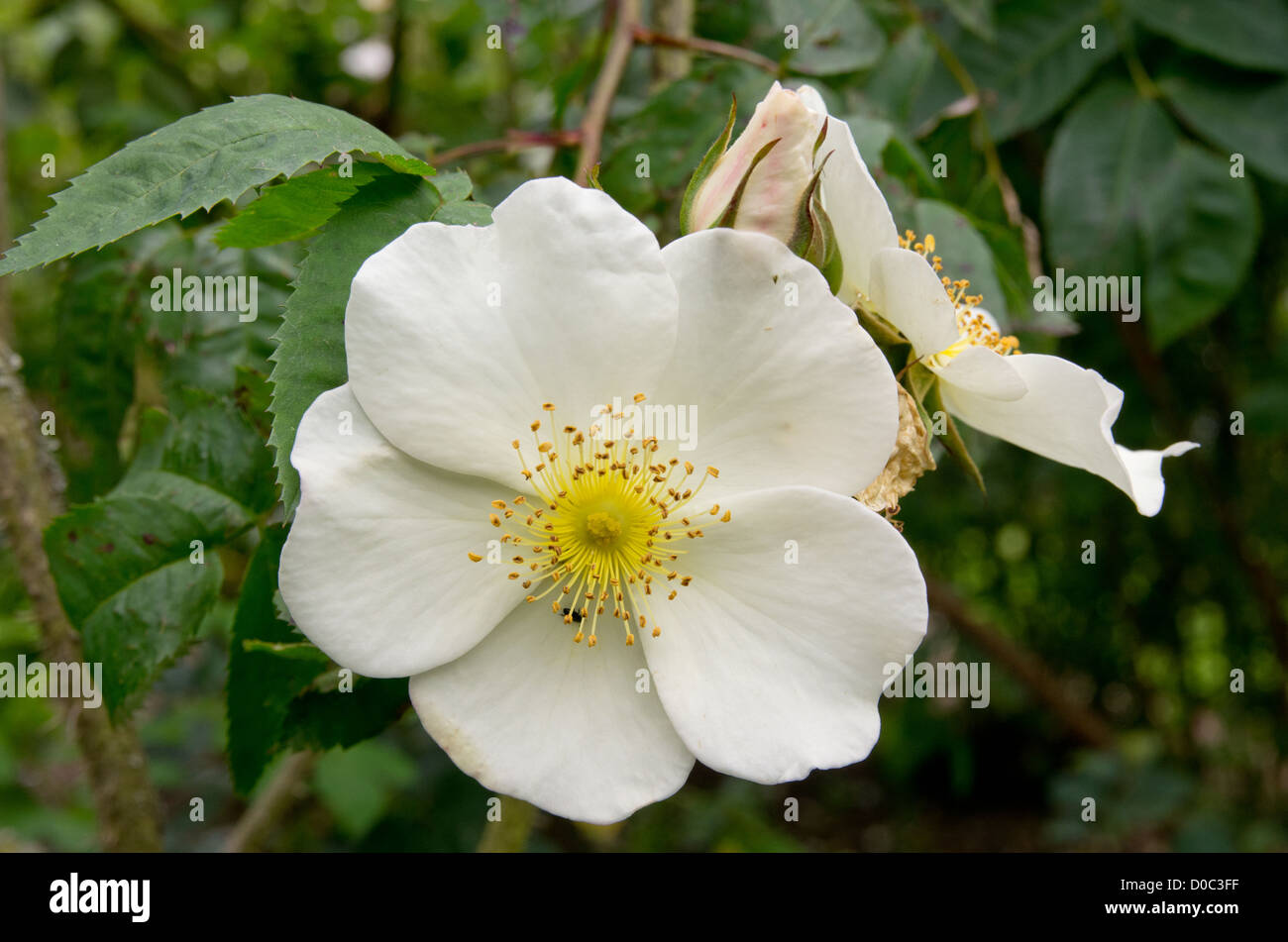 Modern shrub rose "Fruhlingsaneang Stock Photo - Alamy