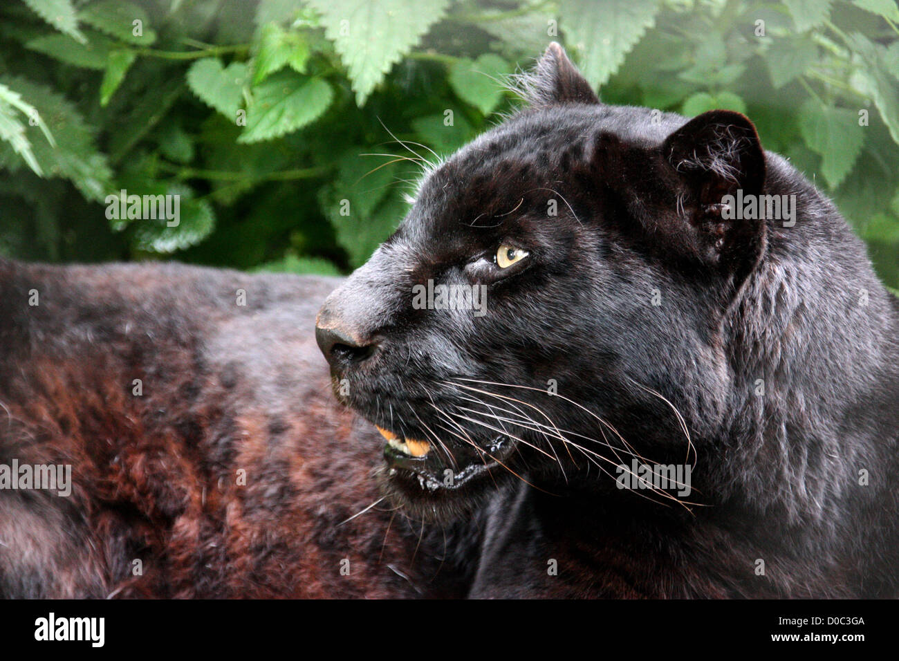 Black leopard hunter hi-res stock photography and images - Alamy