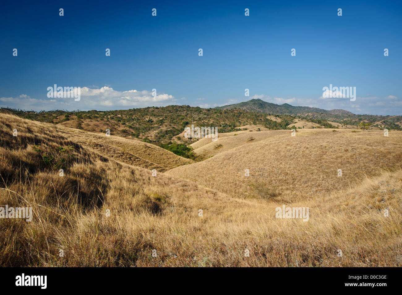 A perfect sunny day in the savanna of Rincah Island, Komdo National ...