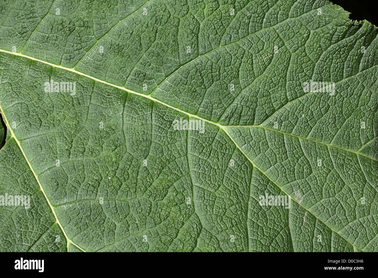 Detail of the underside of a leaf Stock Photo - Alamy