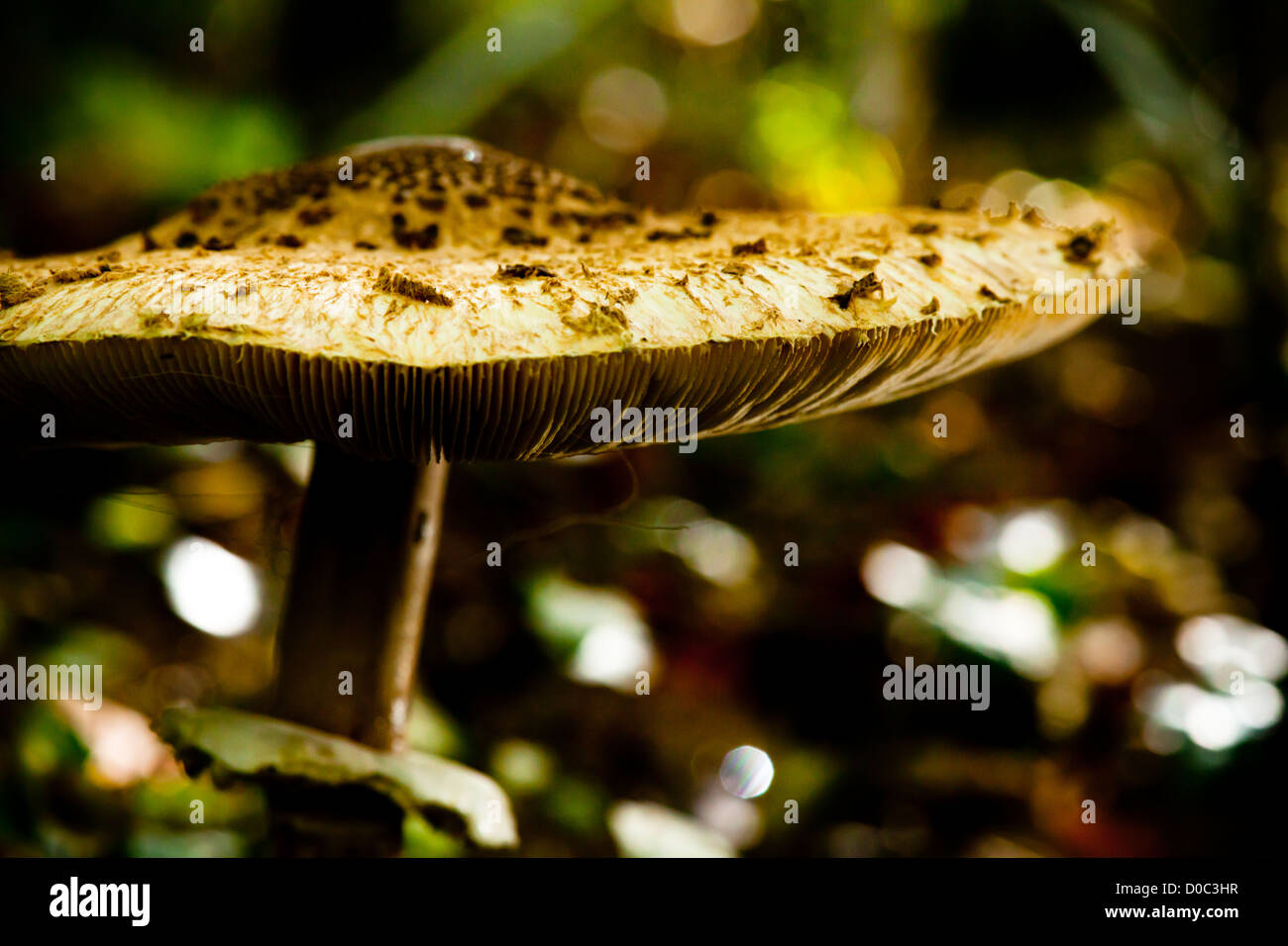 Toad stool hi-res stock photography and images - Alamy