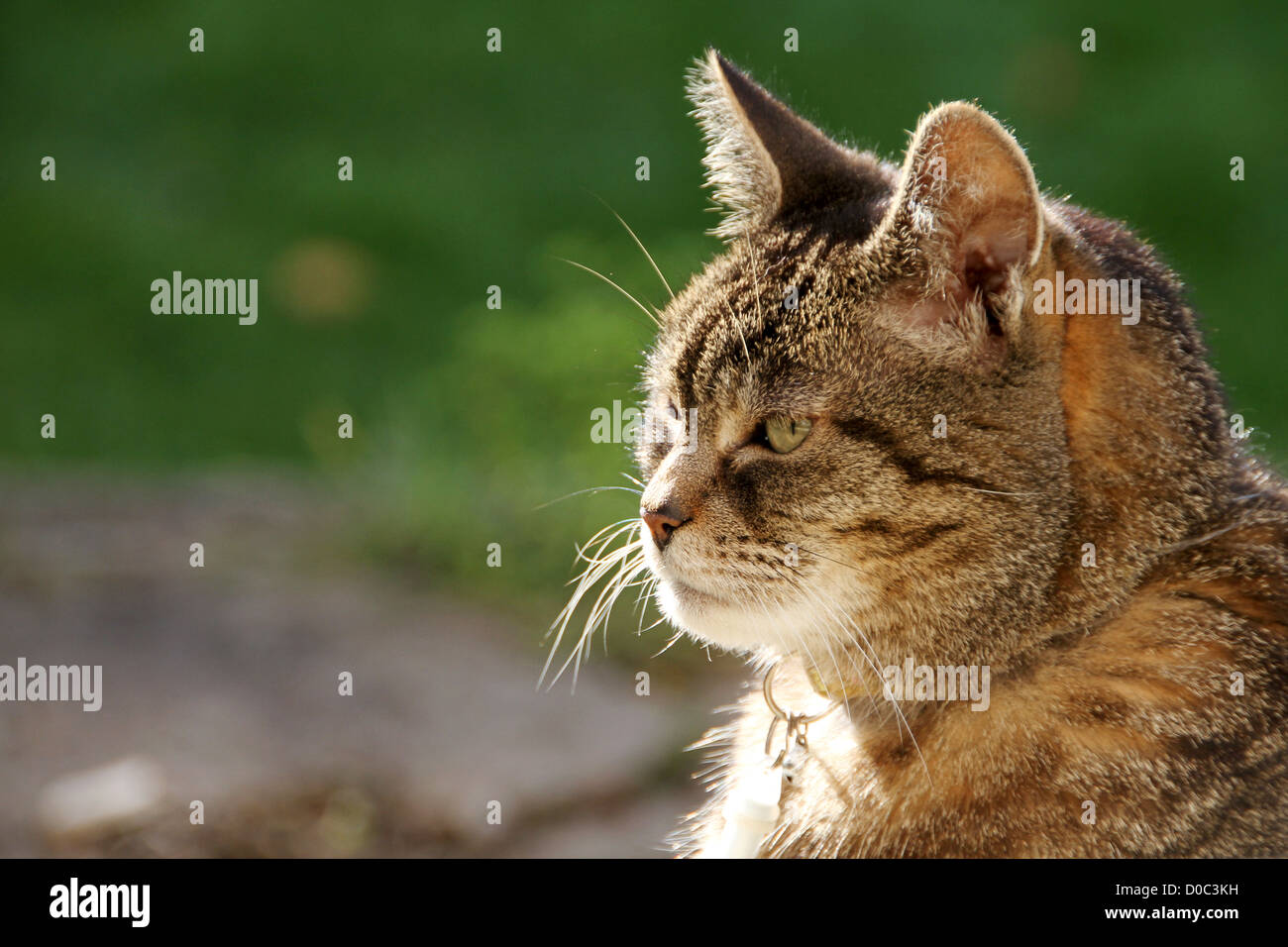 Cat Looking Sideways