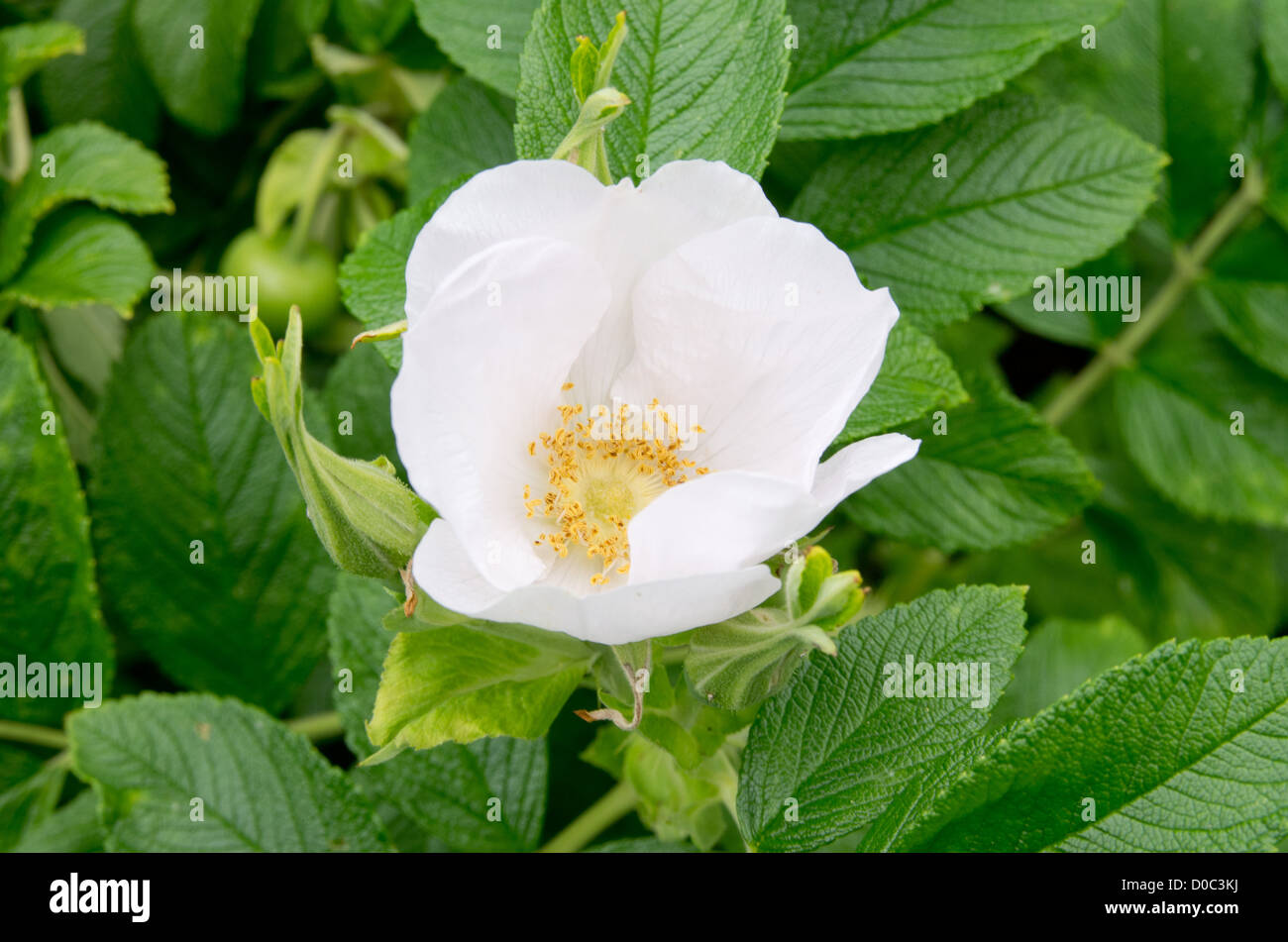 Rosa alba hi-res stock photography and images - Alamy