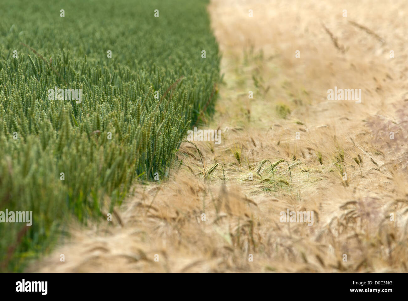 Ripe farmland crops hi-res stock photography and images - Alamy