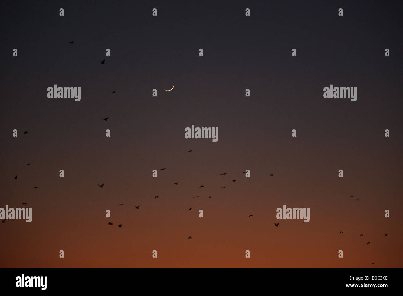 Flying foxes thousands hi-res stock photography and images - Alamy