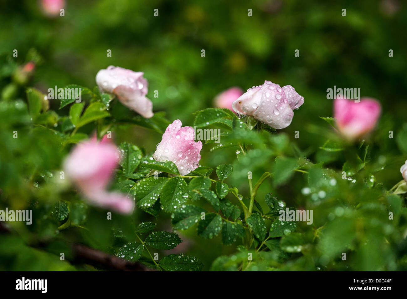 Circus roses hi-res stock photography and images - Alamy