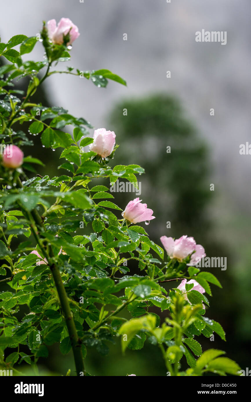 Circus roses hi-res stock photography and images - Alamy