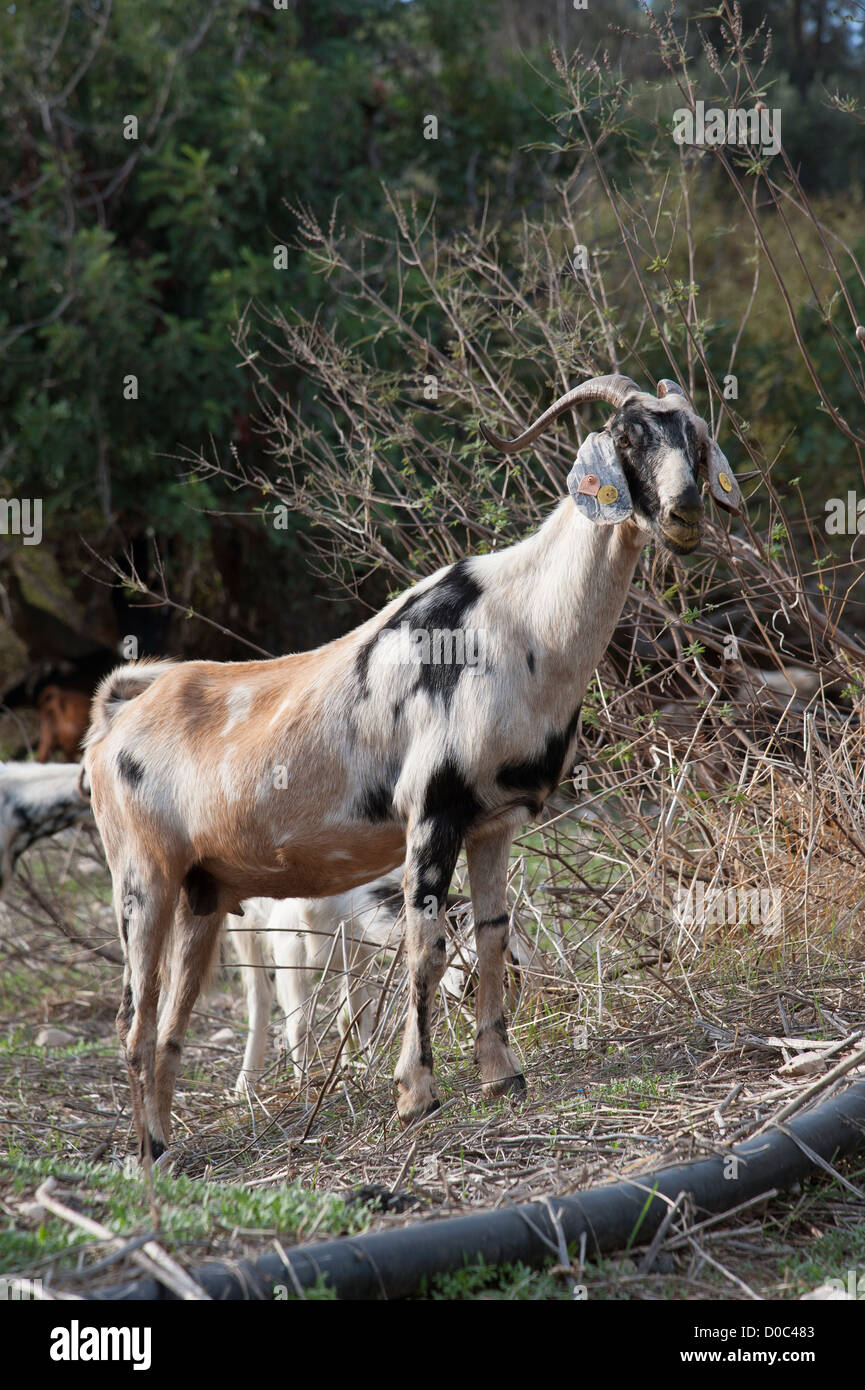 Cyprus goats hi-res stock photography and images - Alamy