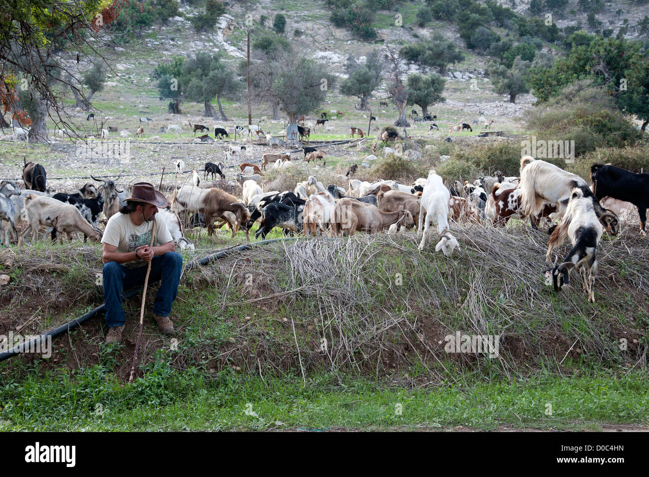 Goat goatherd hi-res stock photography and images - Alamy