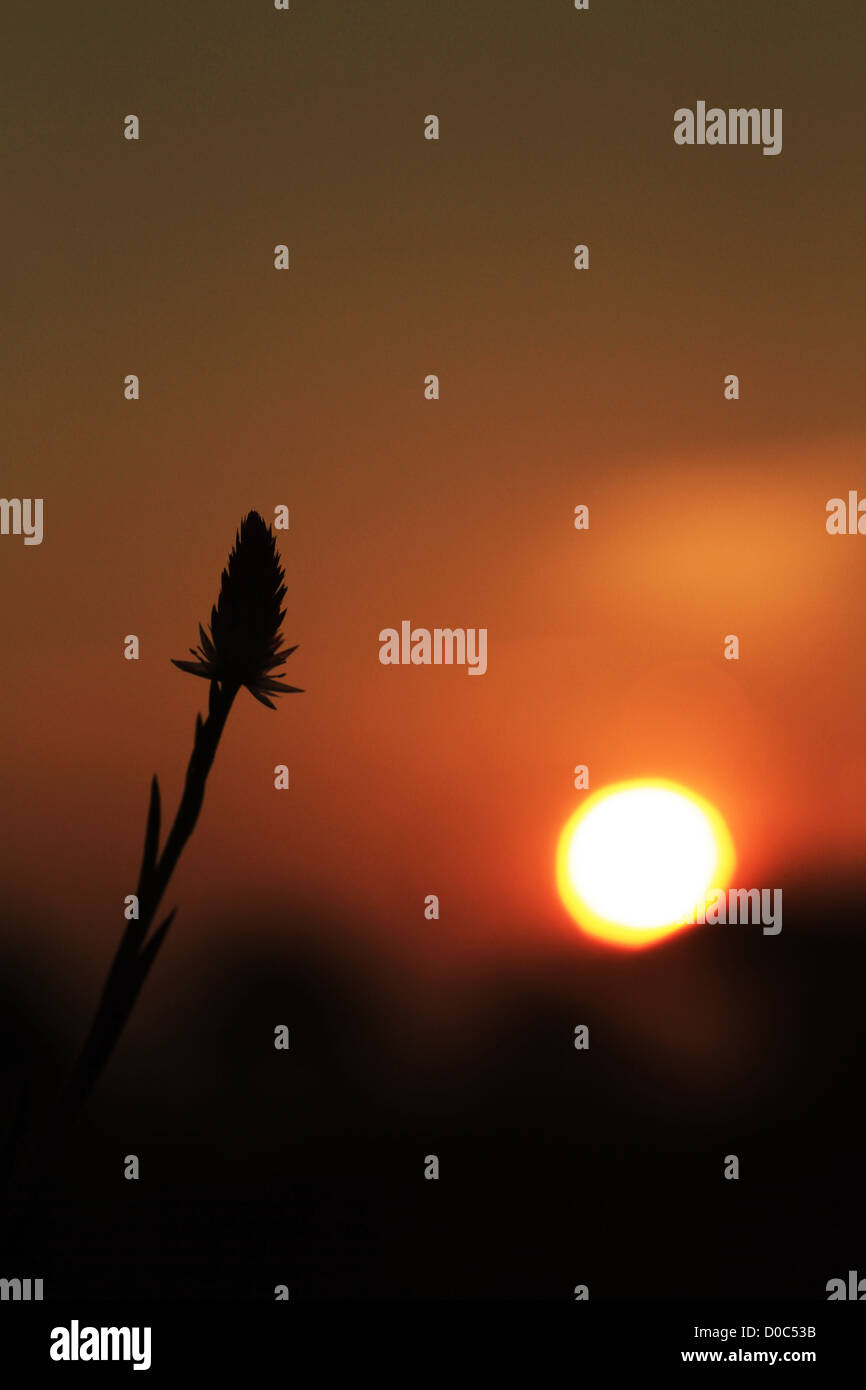 A tiny flower at sunset Stock Photo - Alamy