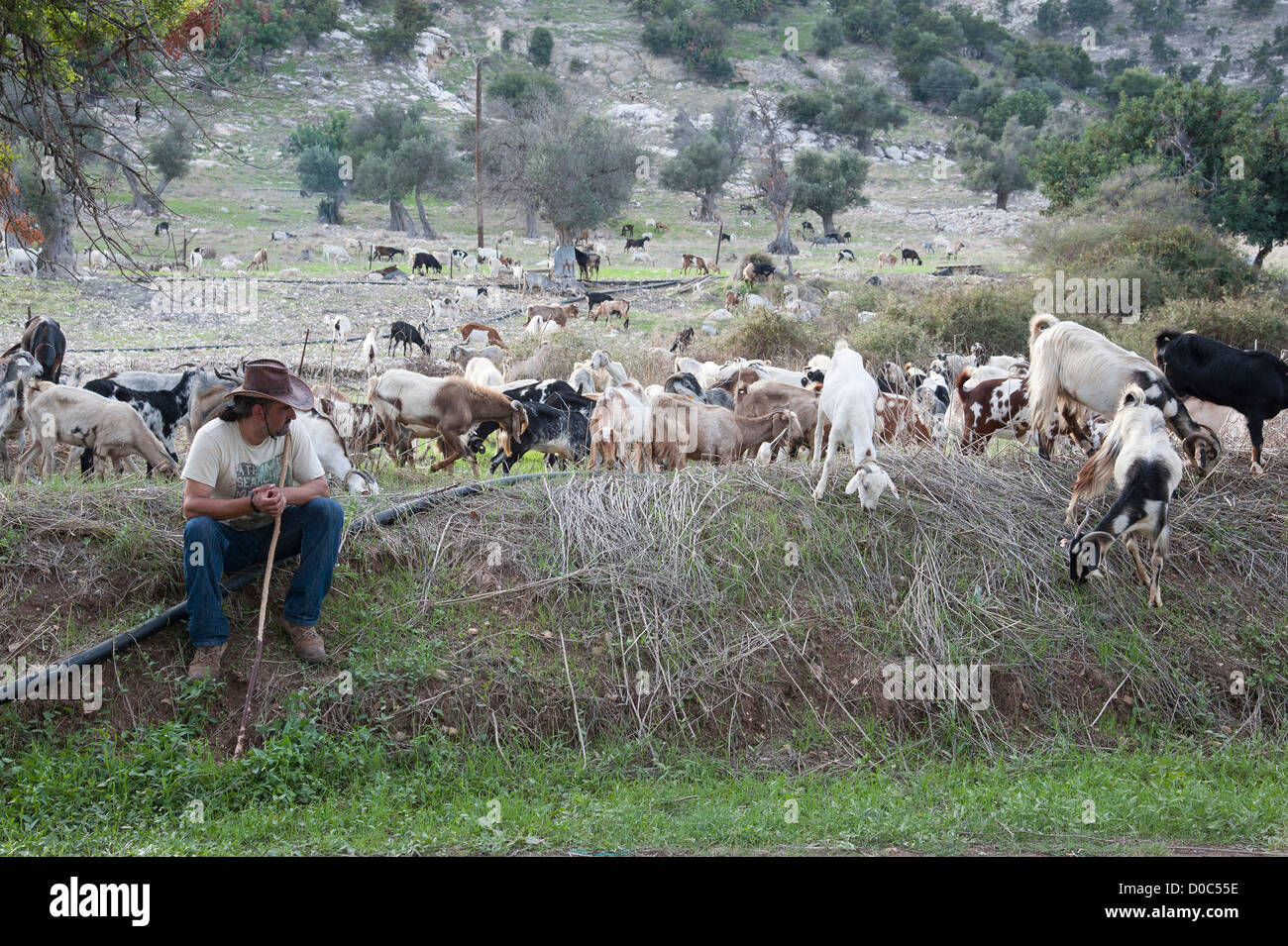 Goatherd looking after his herd of goats. Lakki Cyprus Stock Photo - Alamy