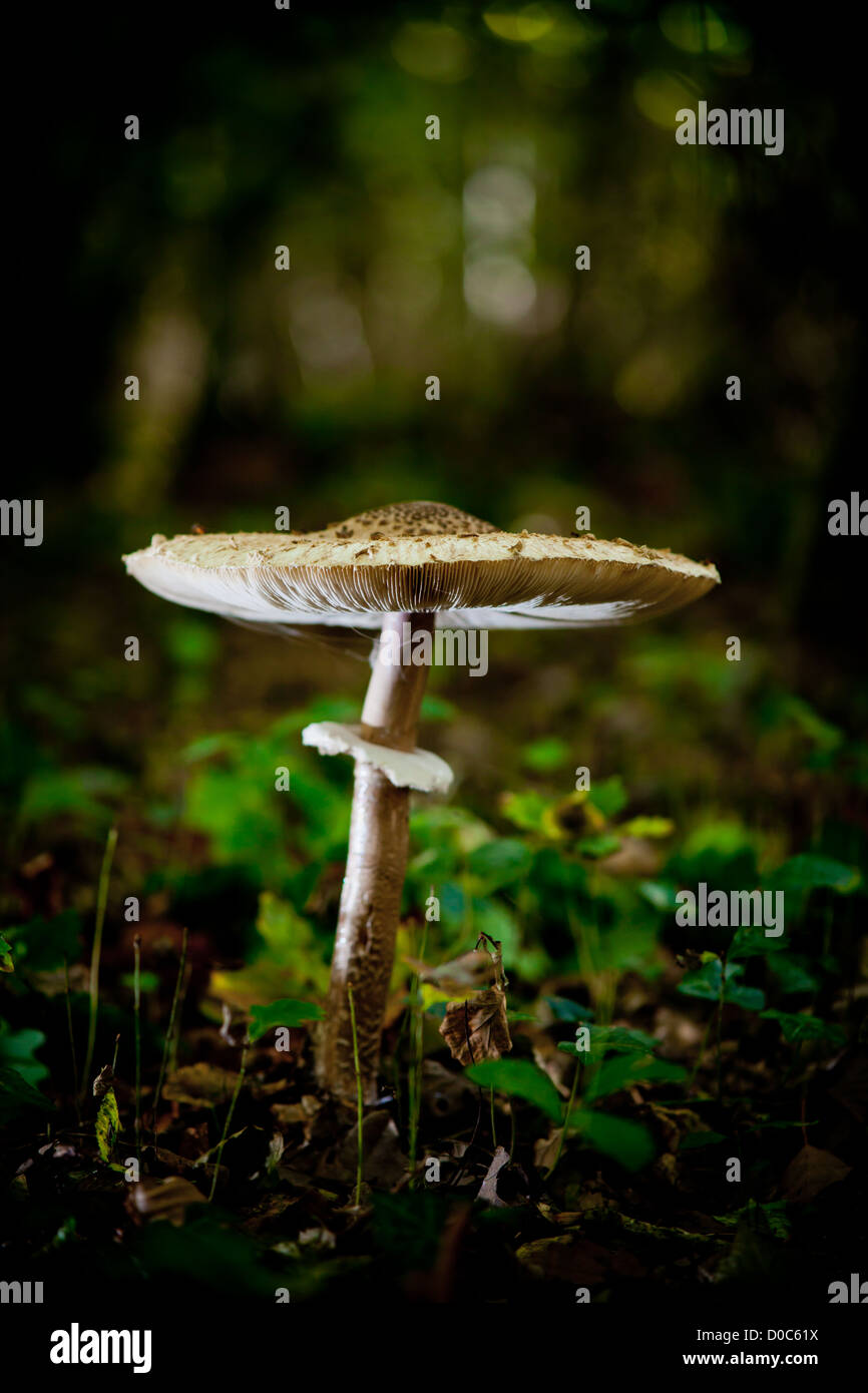 Huge False Death cap Toadstool 9" diameter, English wood, November ...
