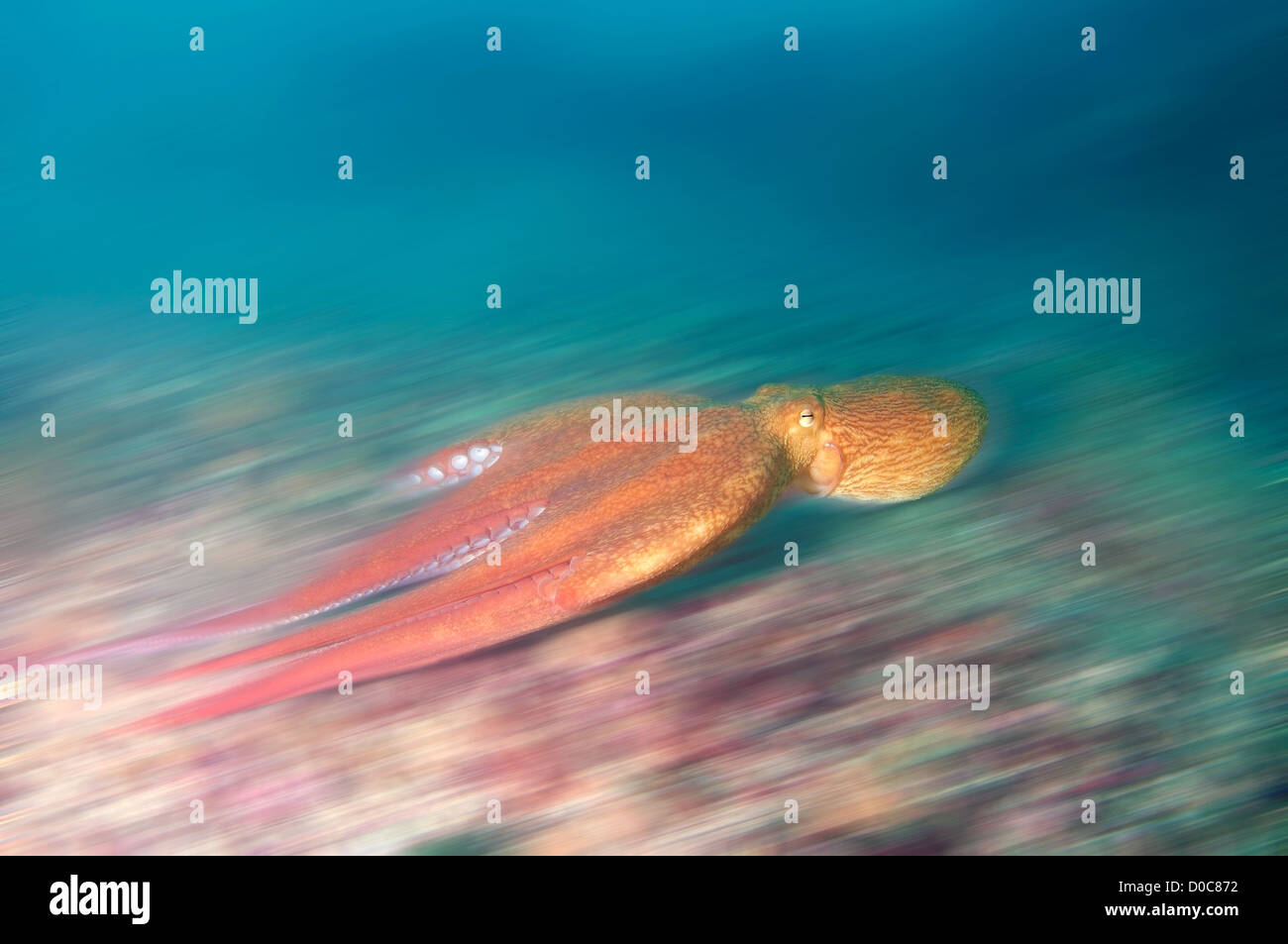 Giant Pacific octopus or North Pacific Giant octopus (Enteroctopus ...