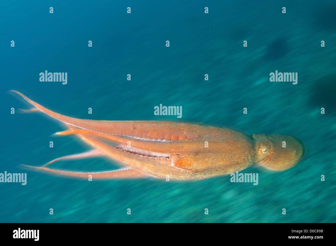 Giant Pacific octopus or North Pacific Giant octopus (Enteroctopus ...