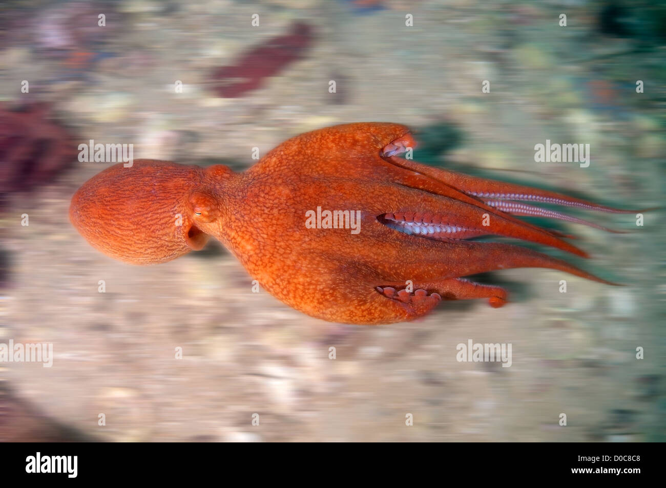 Giant Pacific octopus or North Pacific Giant octopus (Enteroctopus ...