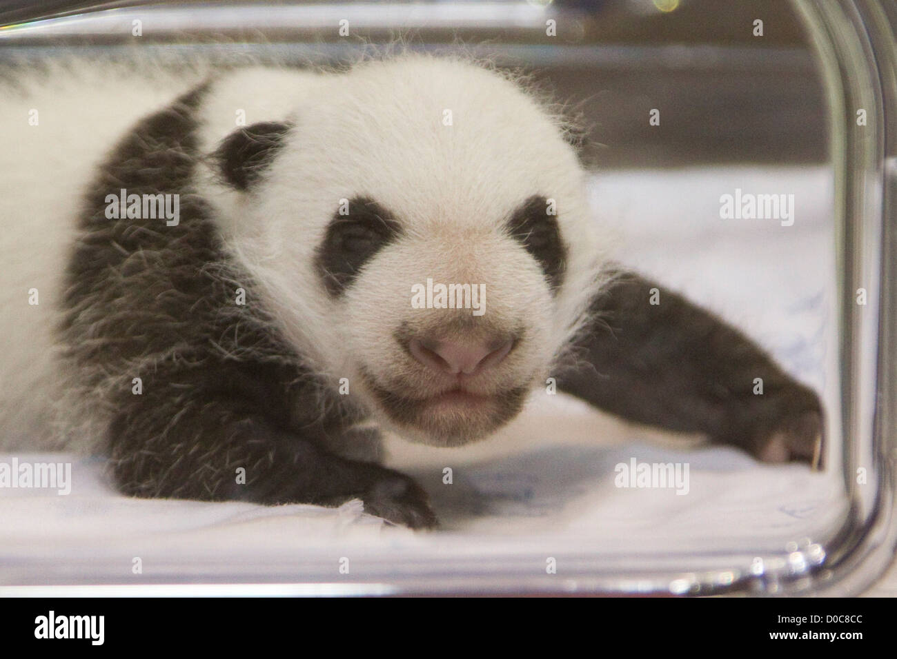 Panda twins born Madrid Zoo in Spain has welcomed twin baby pandas The ...