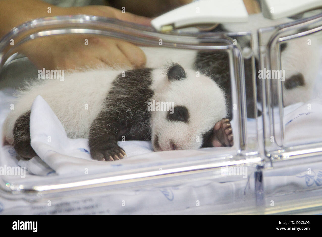 Panda twins born Madrid Zoo in Spain has welcomed twin baby pandas. The ...