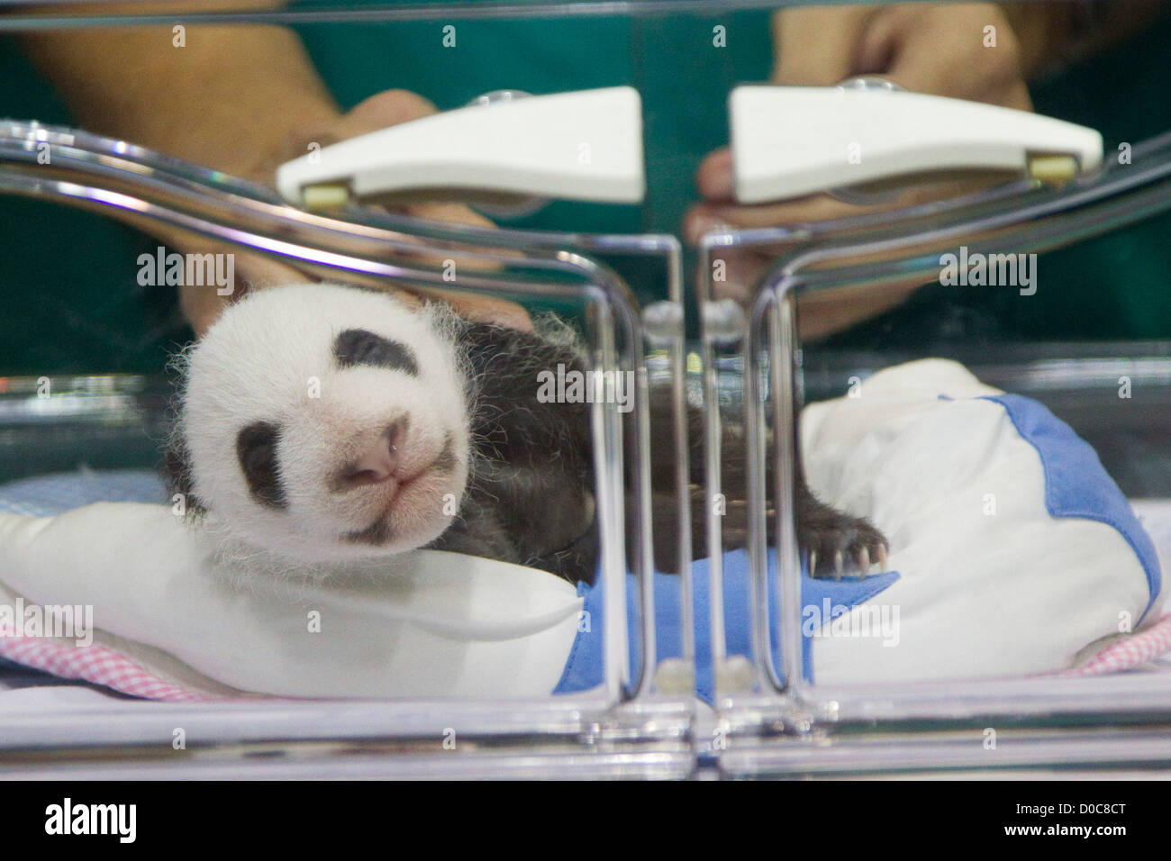 Panda twins born Madrid Zoo in Spain has welcomed twin baby pandas. The ...