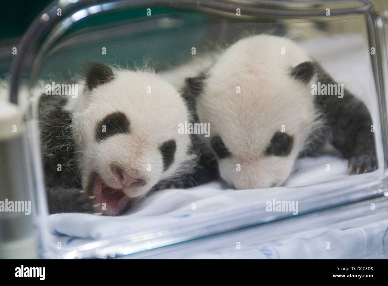Panda twins born Madrid Zoo in Spain has welcomed twin baby pandas. The ...