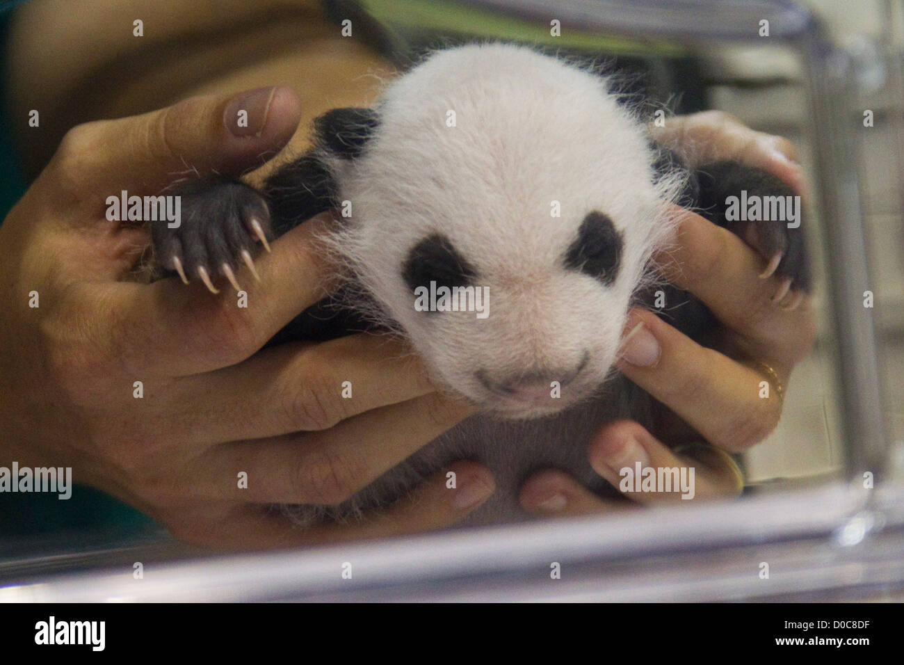Panda twins born Madrid Zoo in Spain has welcomed twin baby pandas. The ...