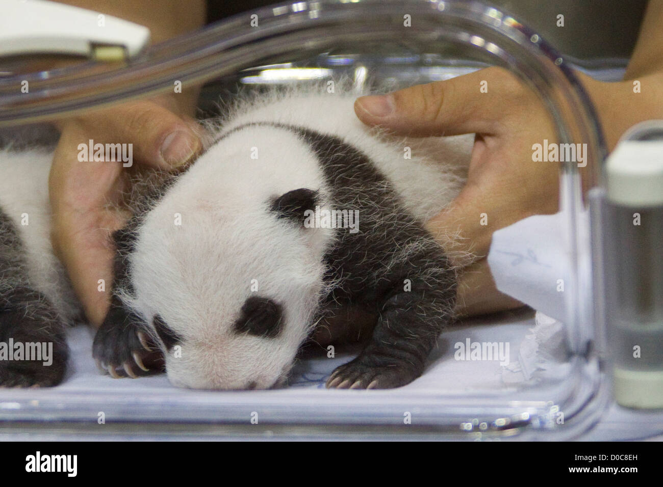 Panda twins born Madrid Zoo in Spain has welcomed twin baby pandas. The ...