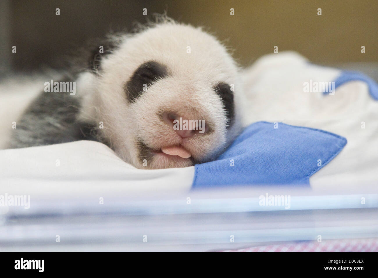 Panda twins born Madrid Zoo in Spain has welcomed twin baby pandas. The ...