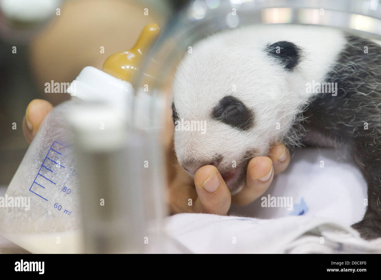 Panda twins born Madrid Zoo in Spain has welcomed twin baby pandas The ...