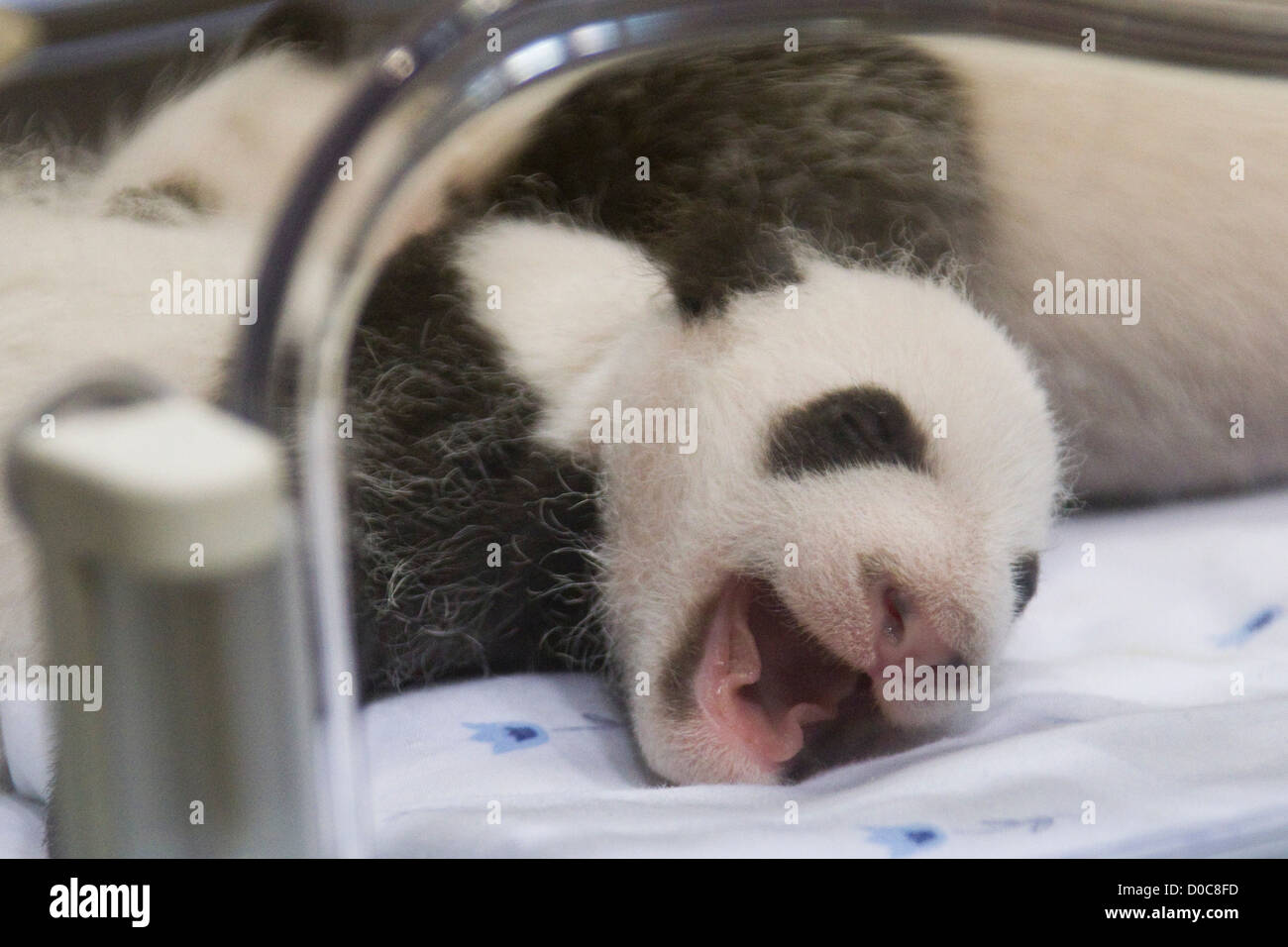 Panda twins born Madrid Zoo in Spain has welcomed twin baby pandas. The ...