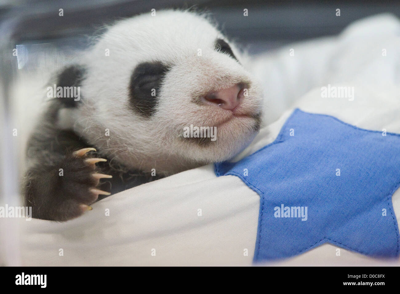 Panda twins born Madrid Zoo in Spain has welcomed twin baby pandas. The ...