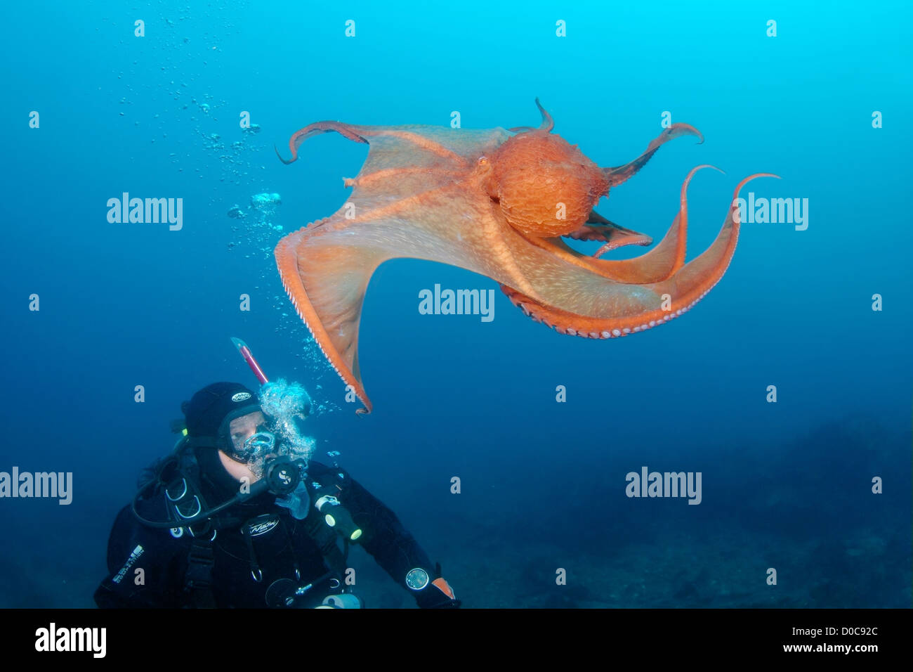 Diver & Giant Pacific octopus or North Pacific Giant octopus ...