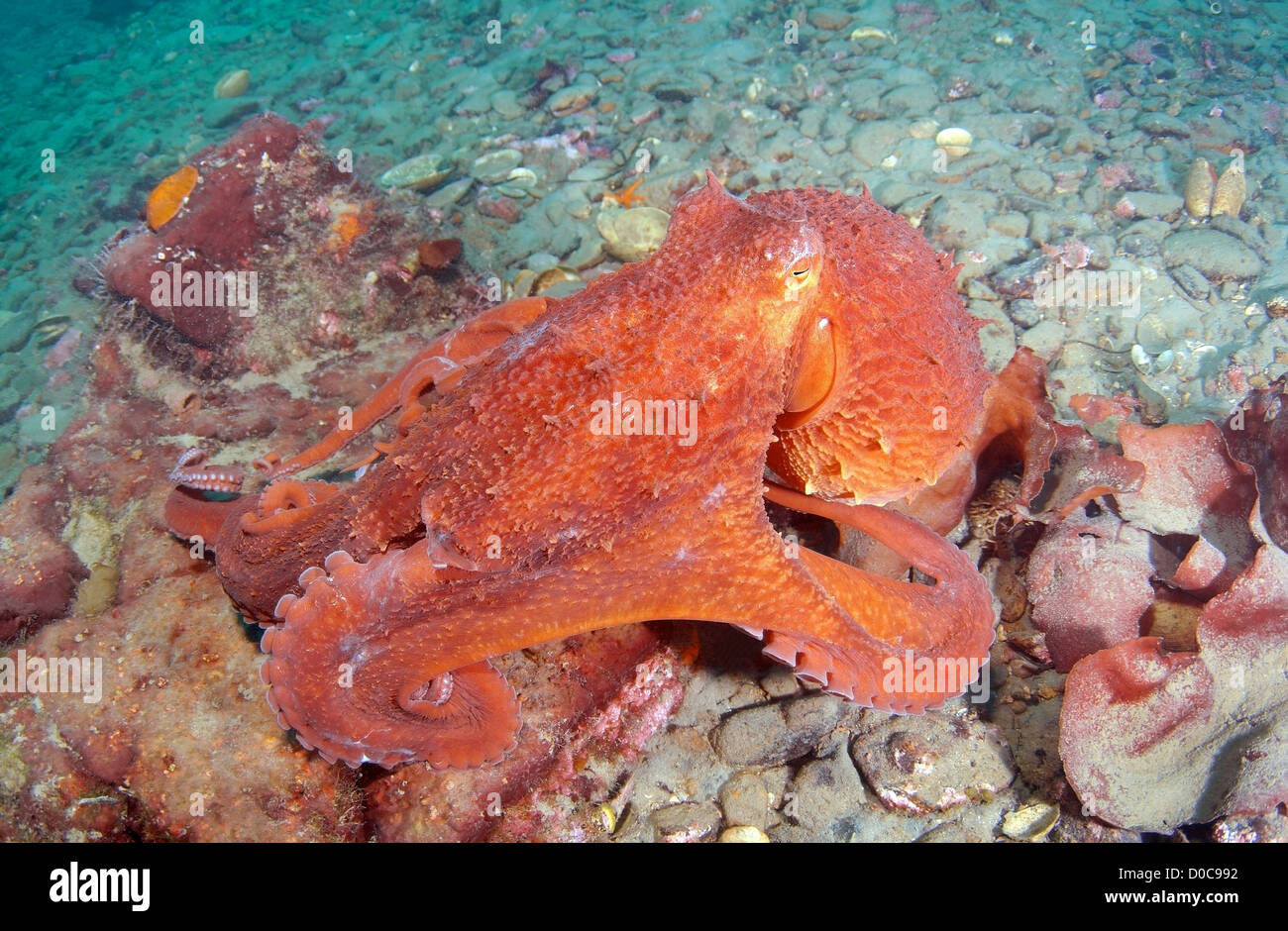Giant Pacific octopus or North Pacific Giant octopus (Enteroctopus ...