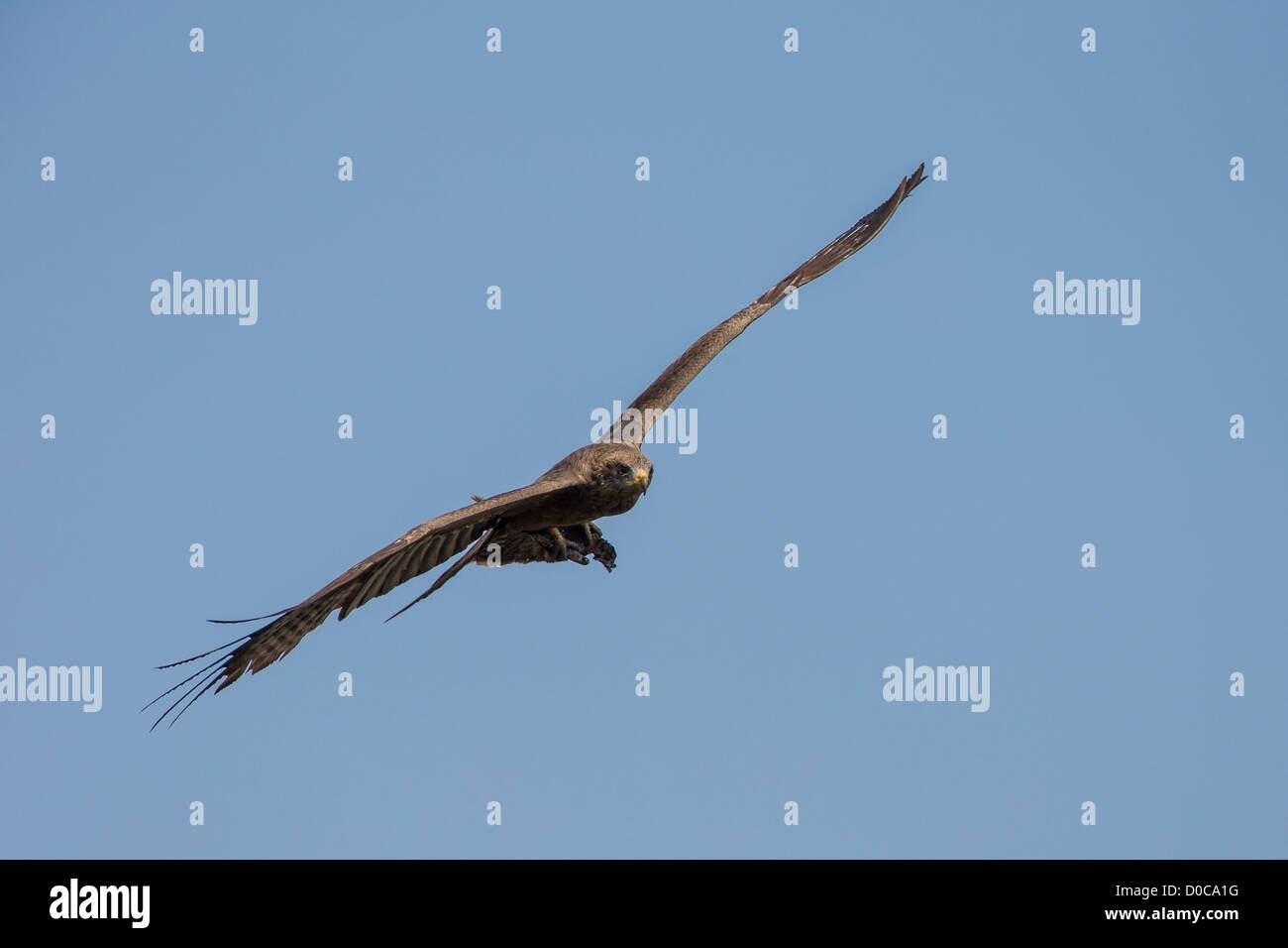 Flying yellow billed kite hi-res stock photography and images - Alamy