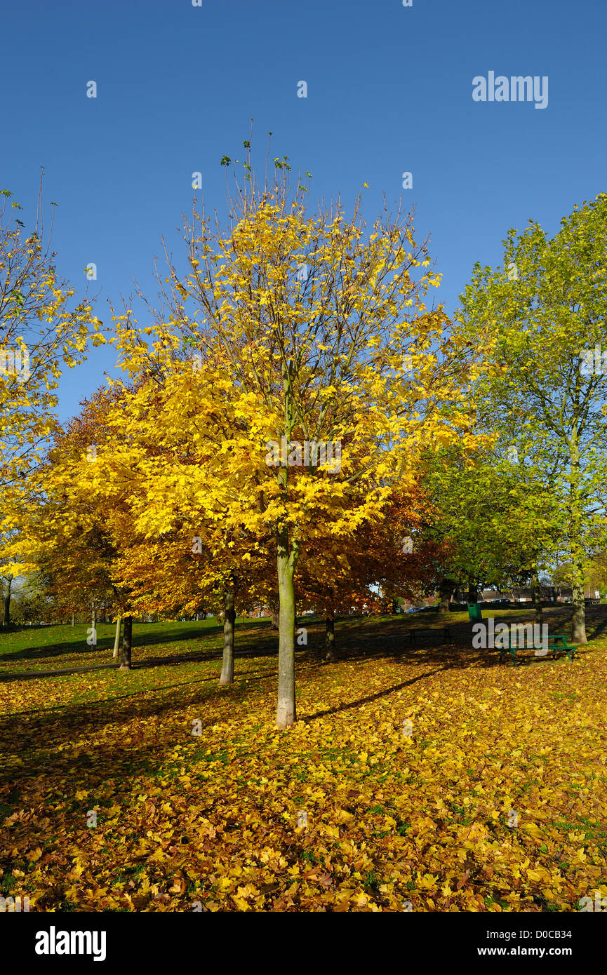 Autumal tree hi-res stock photography and images - Alamy