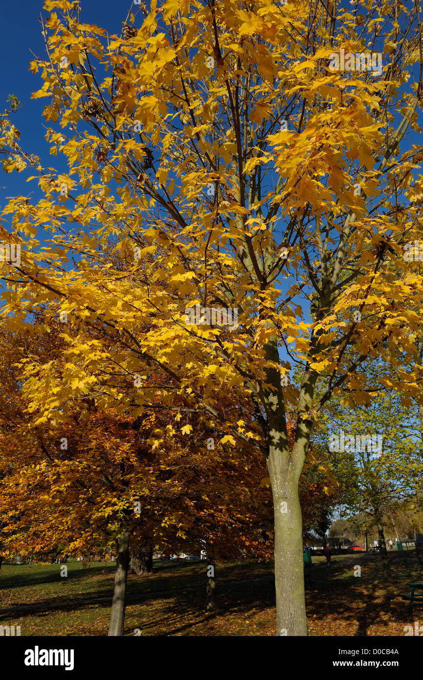 Autumn trees in a local park england uk Stock Photo - Alamy