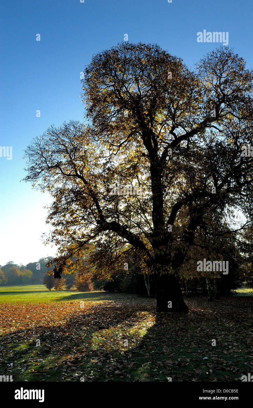 A local park and tree in the autumn sunshine england uk Stock Photo - Alamy