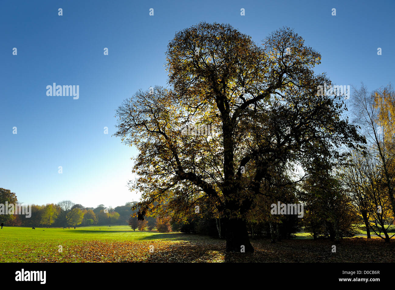 A local park and tree in the autumn sunshine england uk Stock Photo - Alamy