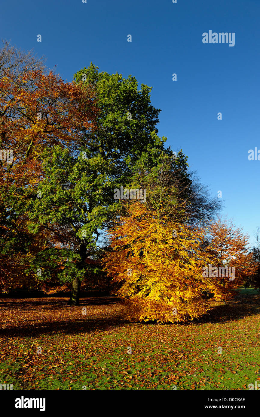 autumn in a local park england uk Stock Photo - Alamy