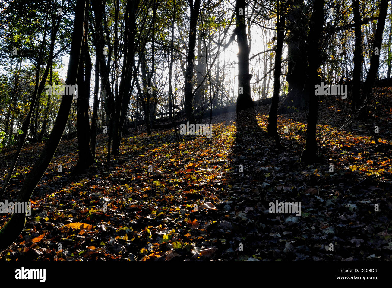 Spaced shadows hi-res stock photography and images - Alamy
