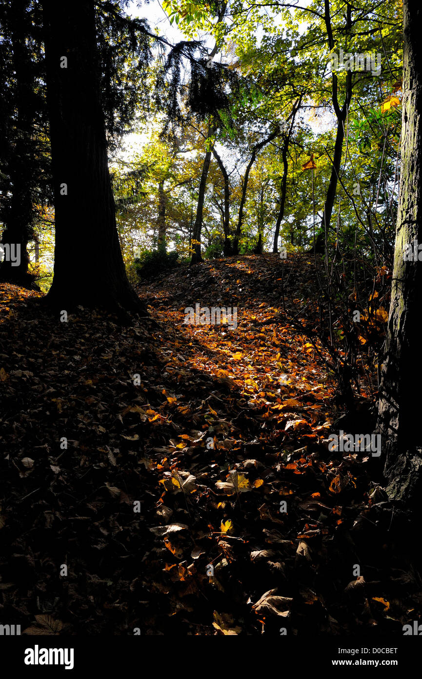 autumn forest light and shadows england uk Stock Photo - Alamy